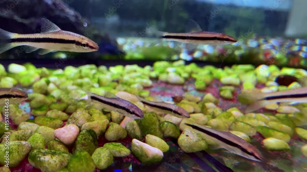 Crossocheilus Siamensis tropical fish swimming in an aquarium, creating ...