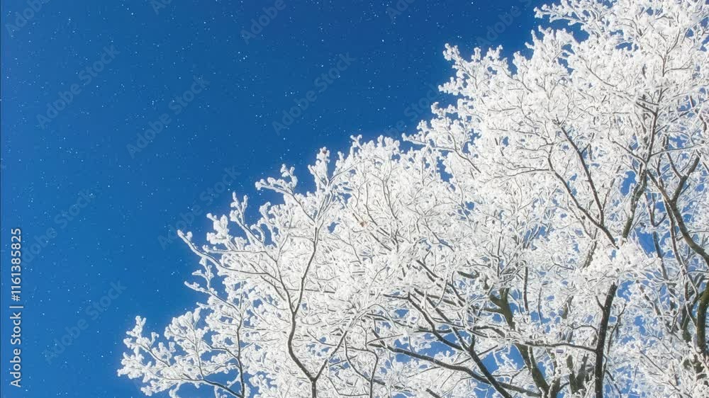 Beautiful winter white trees and blue sky with falling snow. Forest ...