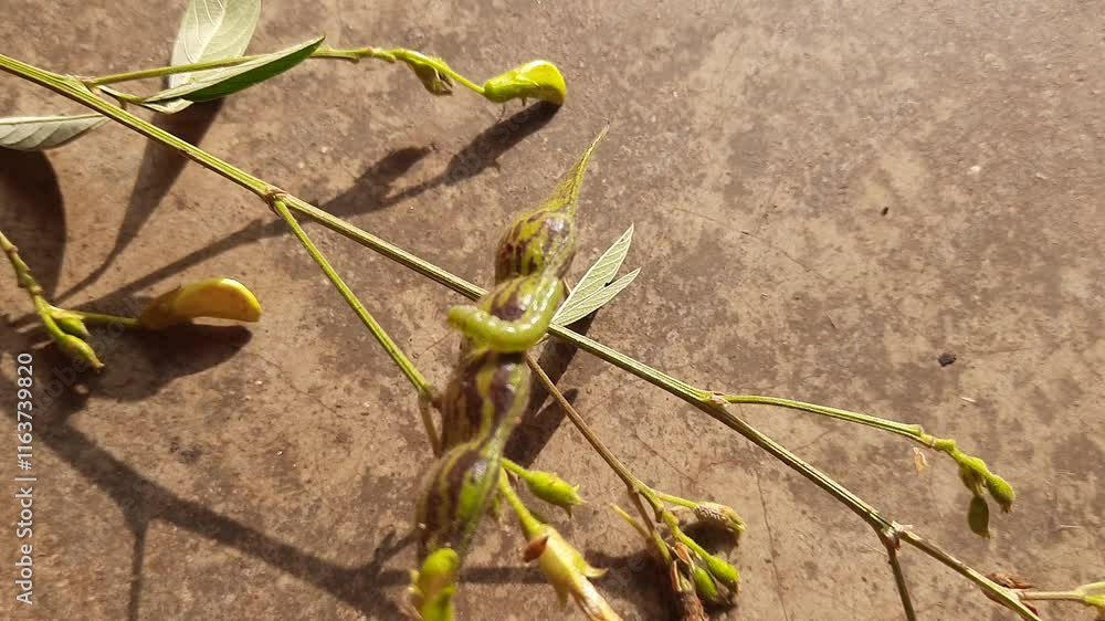 Pod borer attack on pigeon pea pod. Maruca vitrata is a tropical pest ...