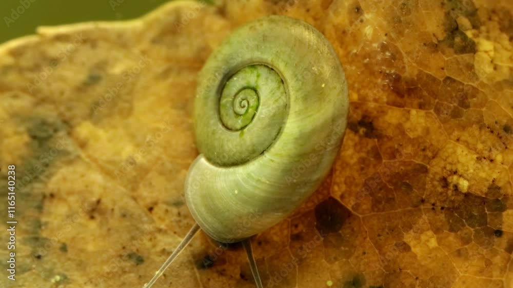 Button Sprite snail (Menetus opercularis) underwater in a pond, feeding ...