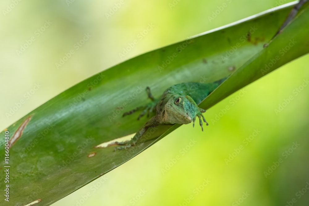 Photo & Art Print Neotropical green anole (Anolis biporcatus), also ...
