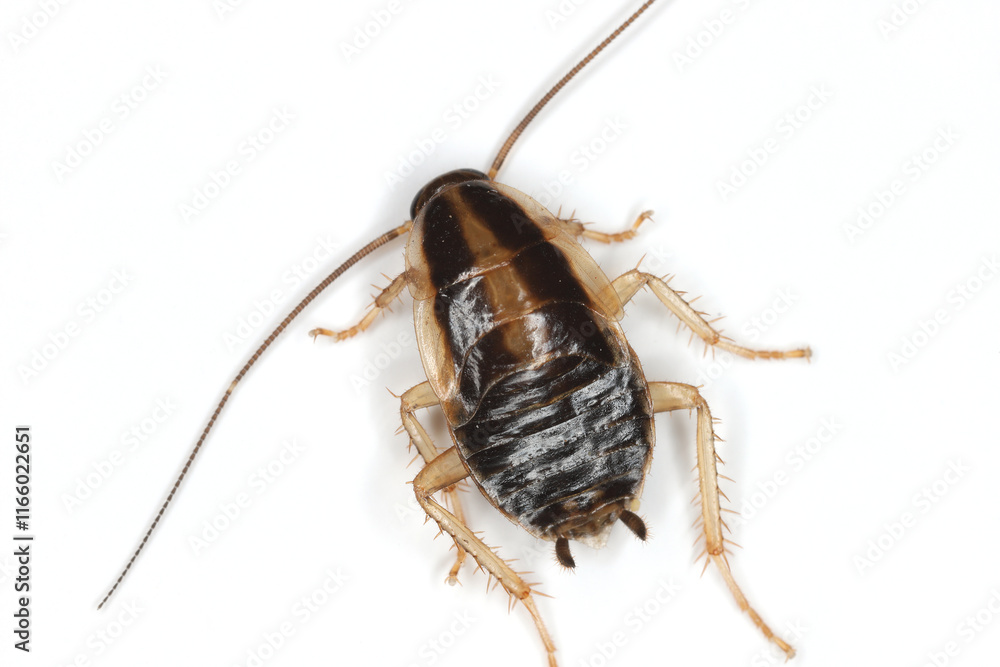 Poster German Cockroach, Blattella germanica. Larva, top view. – Wall ...