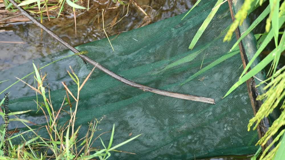 Fishing with nets. Fish are caught by throwing nets in the flowing ...