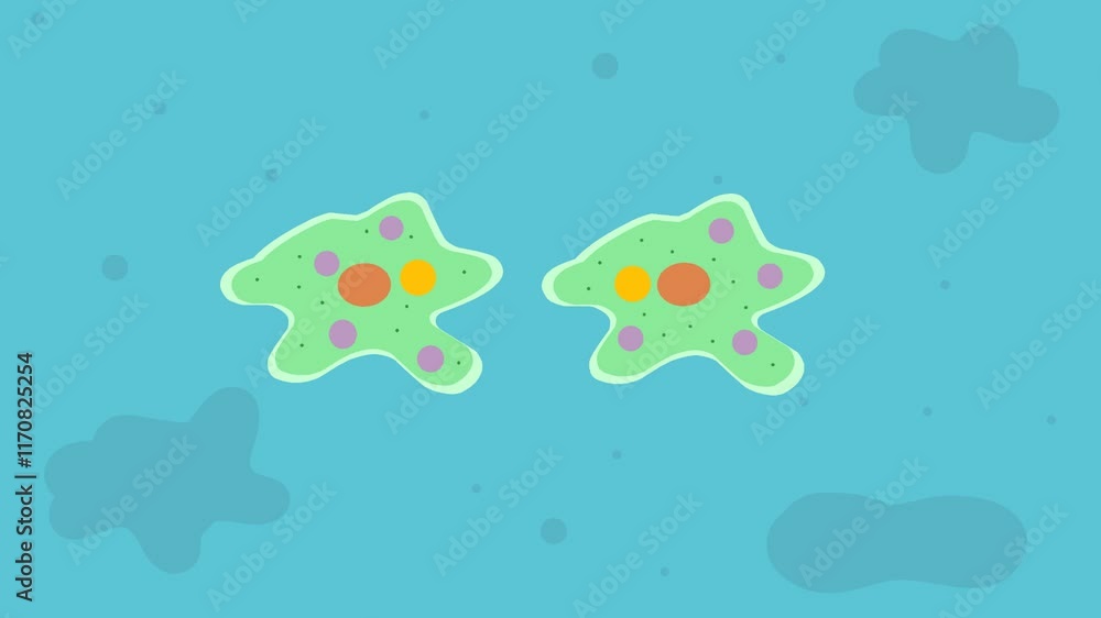 A short animated video depicting the binary fission of an amoeba in a ...