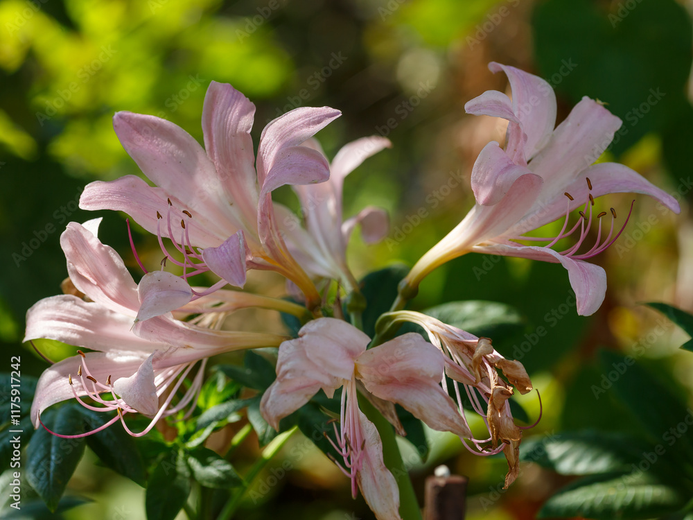 Póster Lycoris squamígera is a species of monocotyledonous plant of the ...