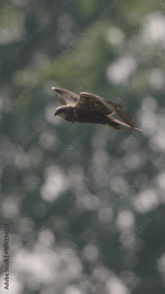 A brown bird in flight while flapping its wings flying across the trees ...