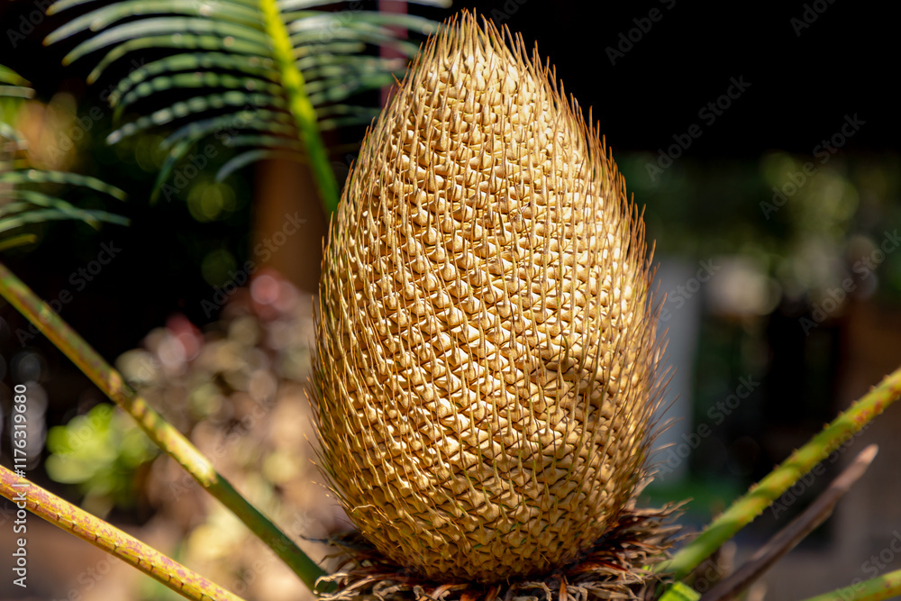 Poster Selective focus of green leaves and male cone, Cycas revoluta is ...