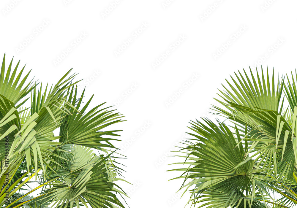 Poster palm tree leaves frame, palm tree leaves on transparent ...