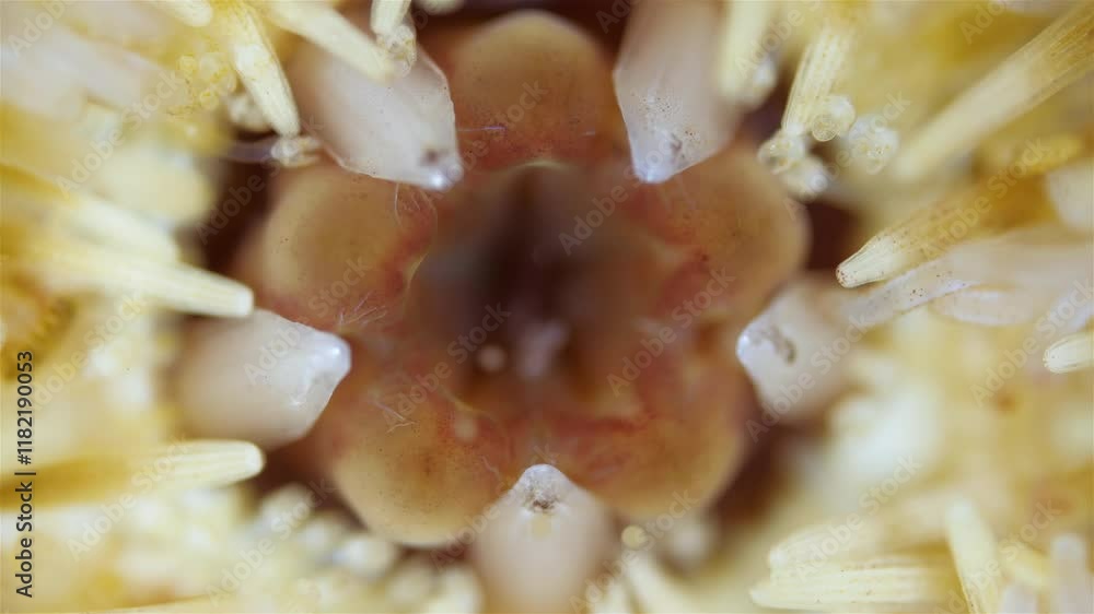 Oral side of sea urchin strongylocentrotus pallidus under microscope ...