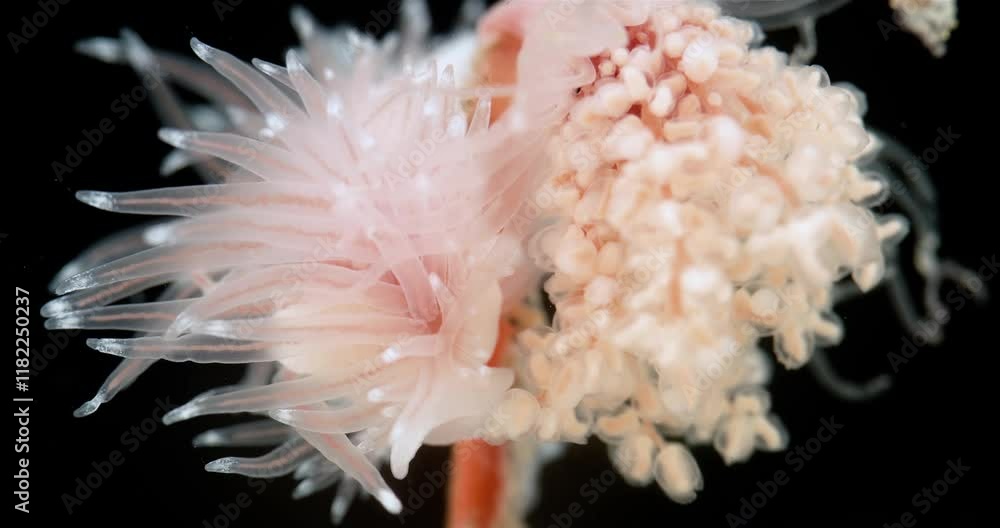 Sea slug Chlamylla intermedia close up, order Nudibranchia, Mollusca ...