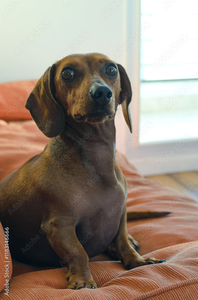 Poster Dachshund o teckel sentado sobre el sofá, mirando atento hacia ...