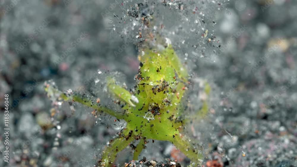 The green crab sits on the seabed, camouflaged as seaweed. Halimeda ...
