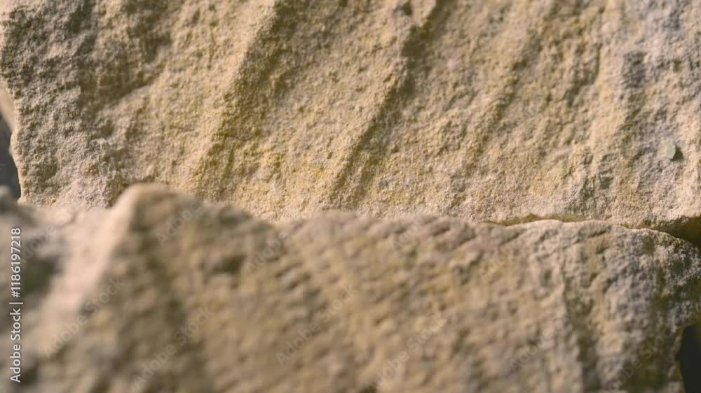 Ancient shellfish fossils, showcasing its detailed, segmented ...