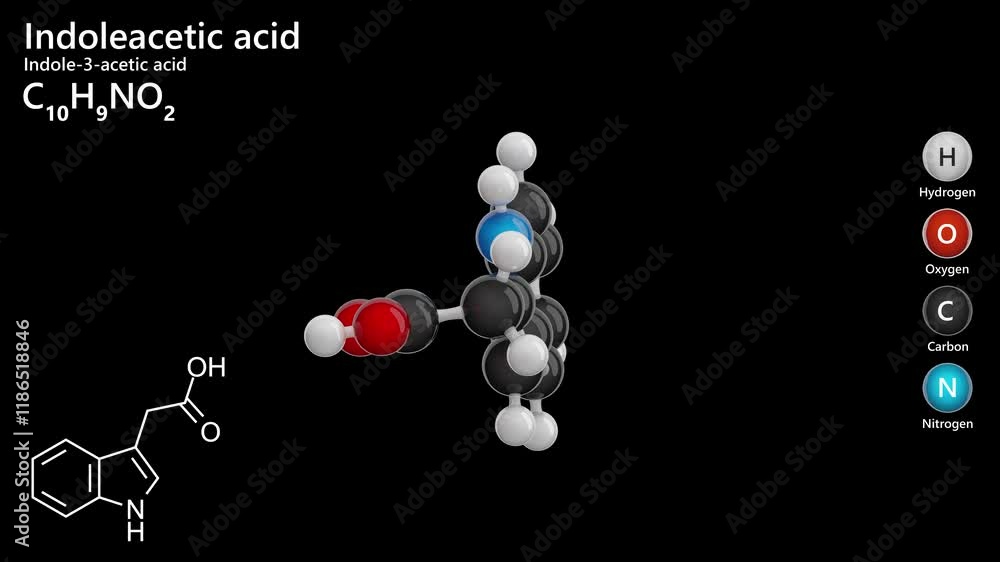 Indoleacetic Acid or IAA. Plant hormone. Animated 3D model of a ...
