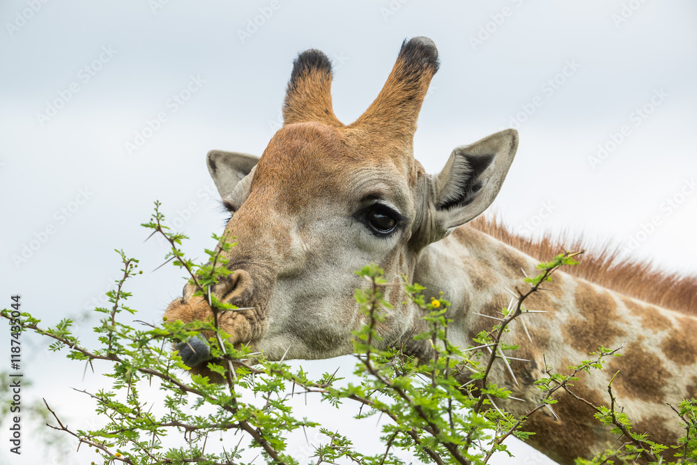 Poster Giraffe eating leaves off a thorn tree – Wall Art | UkPosters