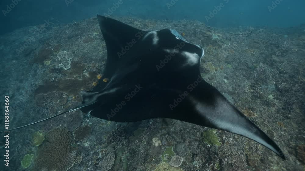 Majestic black manta ray glides through clear waters of Gili island ...