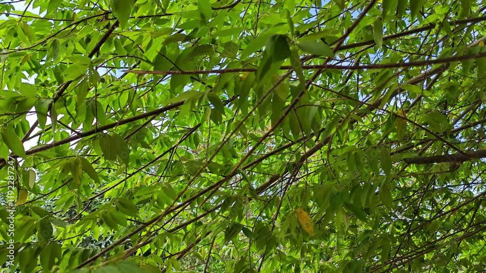 the background of the immature cherry fruit tree is green, it will ...