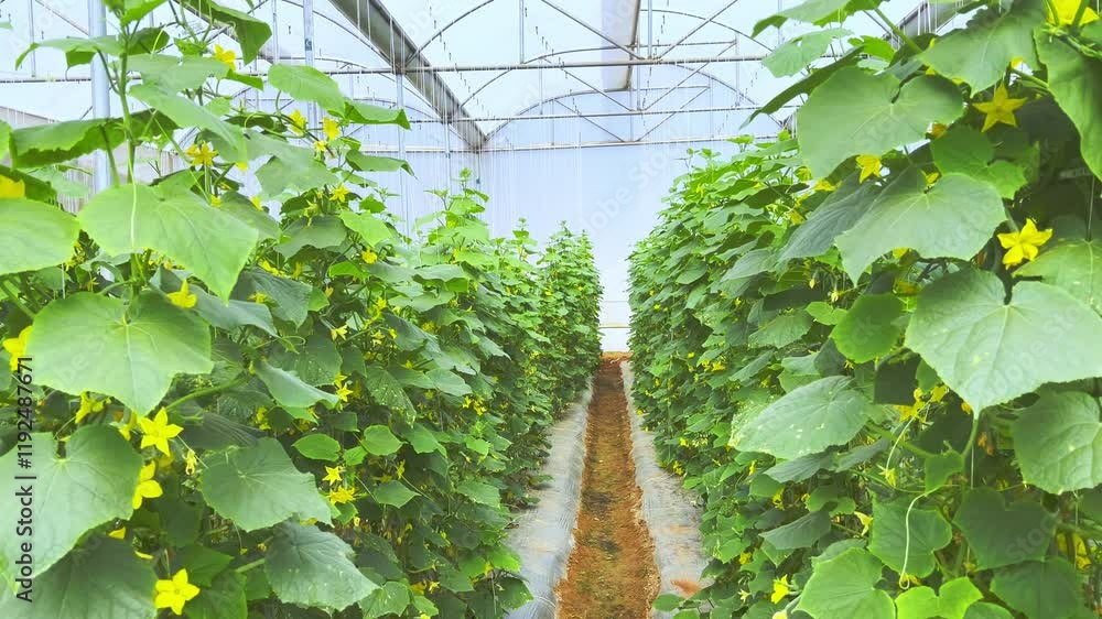 Creeping vine cucumber (Cucumis sativus) crop planted and cultivated at ...