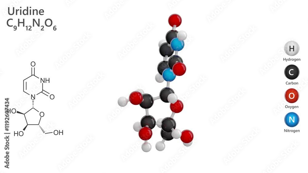 Uridine. Ribonucleoside. Animated 3D model of a molecule. Molecular ...