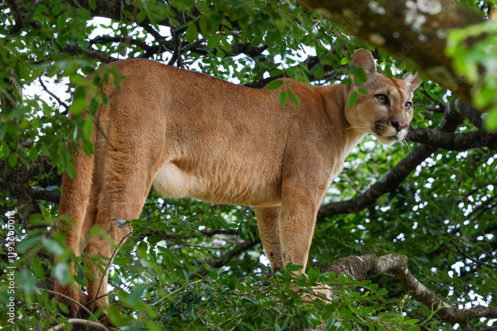 Poster A puma climbing a tree – Wall Art | UkPosters
