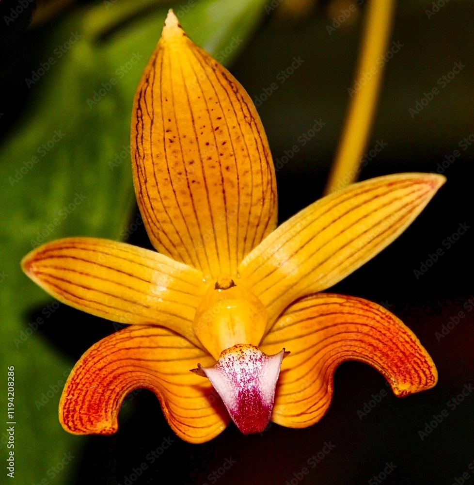 Poster Bright orange Bulbophyllum claptonense orchid species in bloom ...