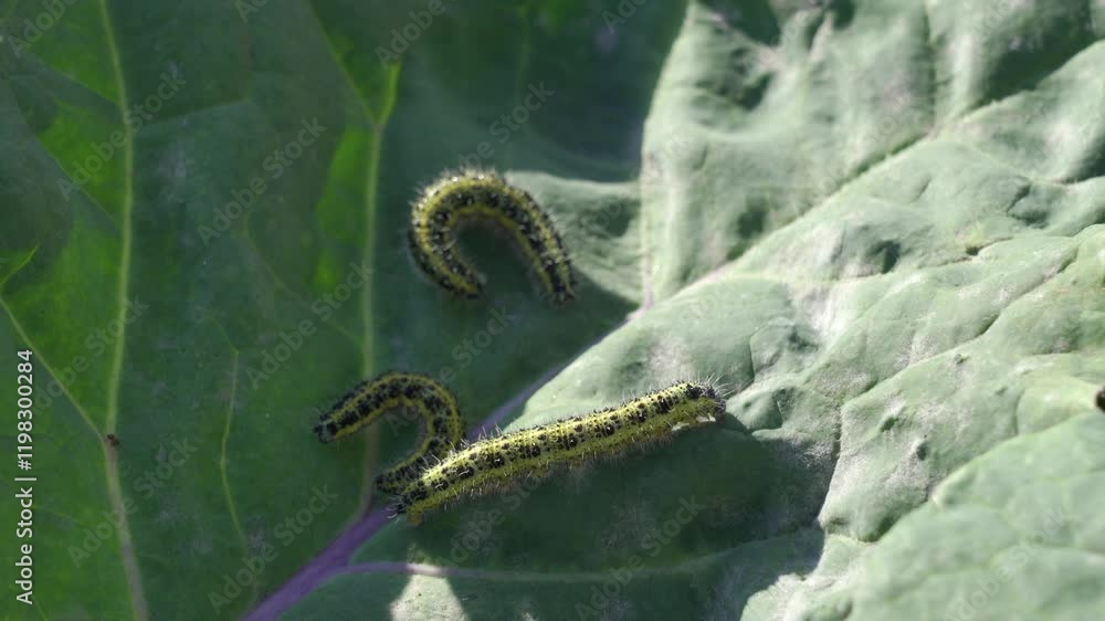 Close up on a three large white larvae also called as cabbage white ...