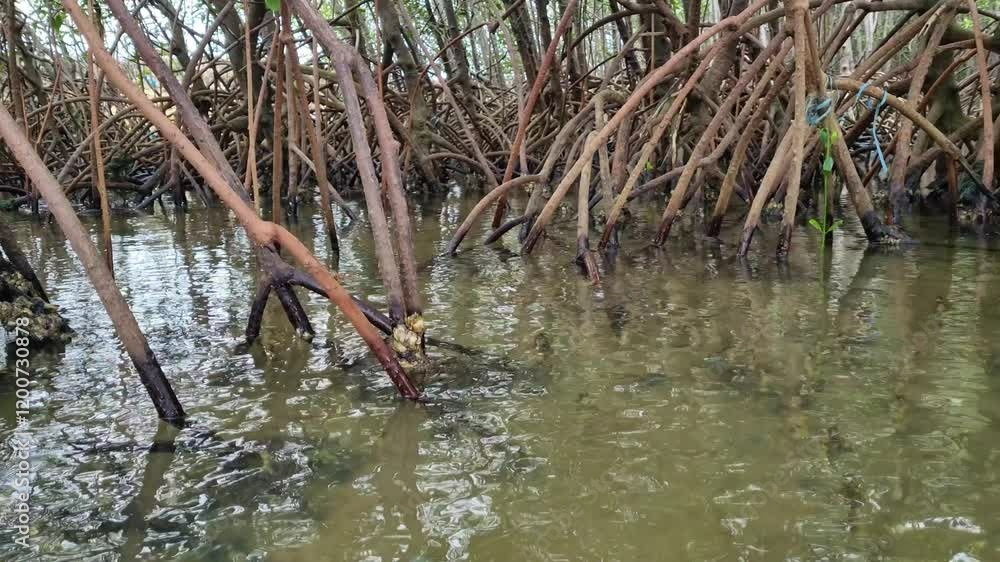 Mangrove trees on the beach with high tide in the afternoon. beautiful ...