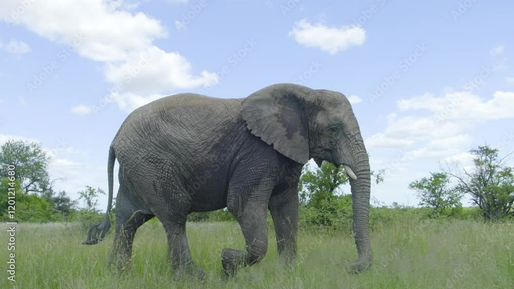 Elephants eating grass and moving around in the bush. An elephant ...