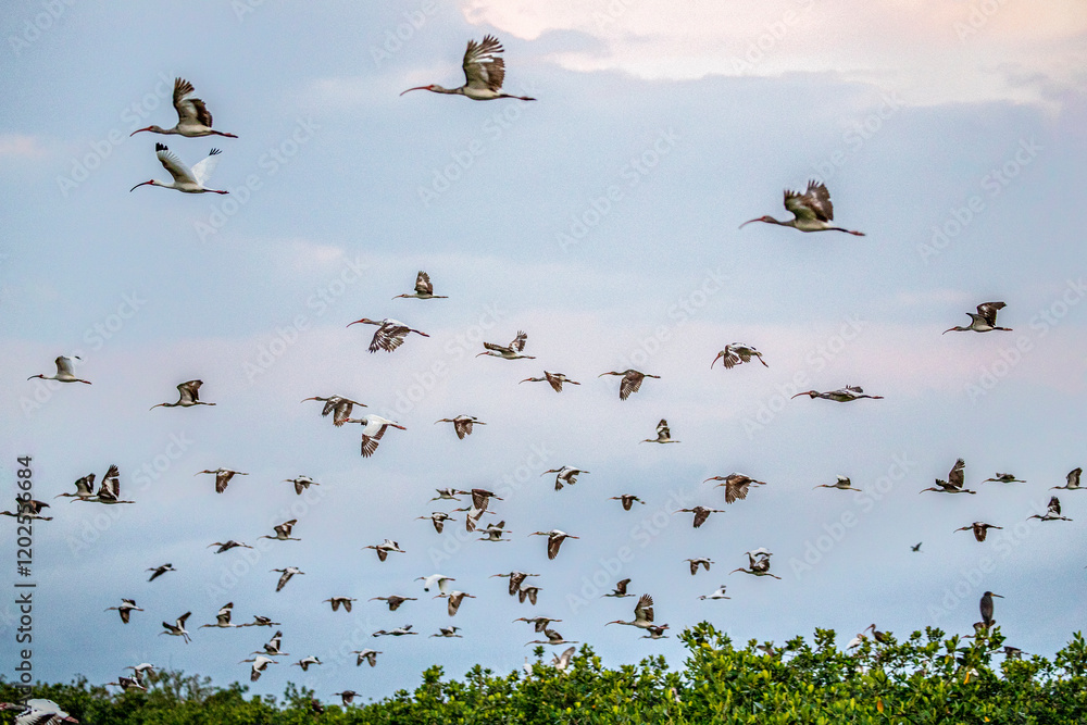 Poster Adult and juvenile white ibis leave their colonial roost early ...