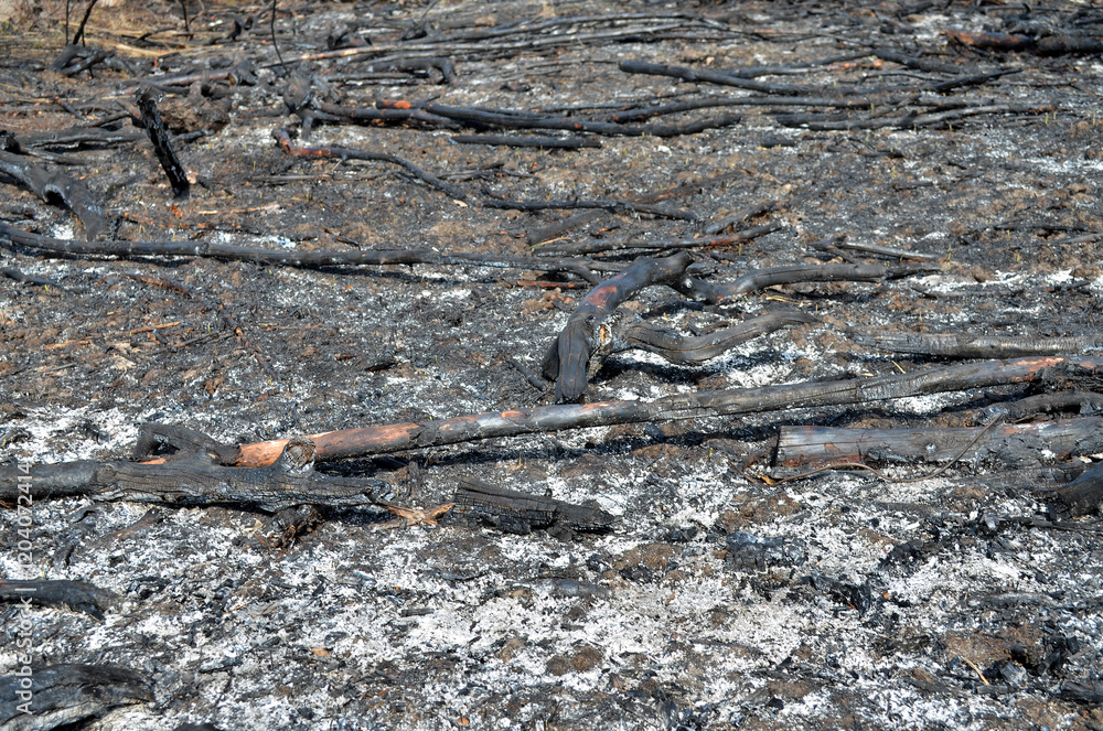 Poster Scorched and devastated land after a fire, ashes and charred ...