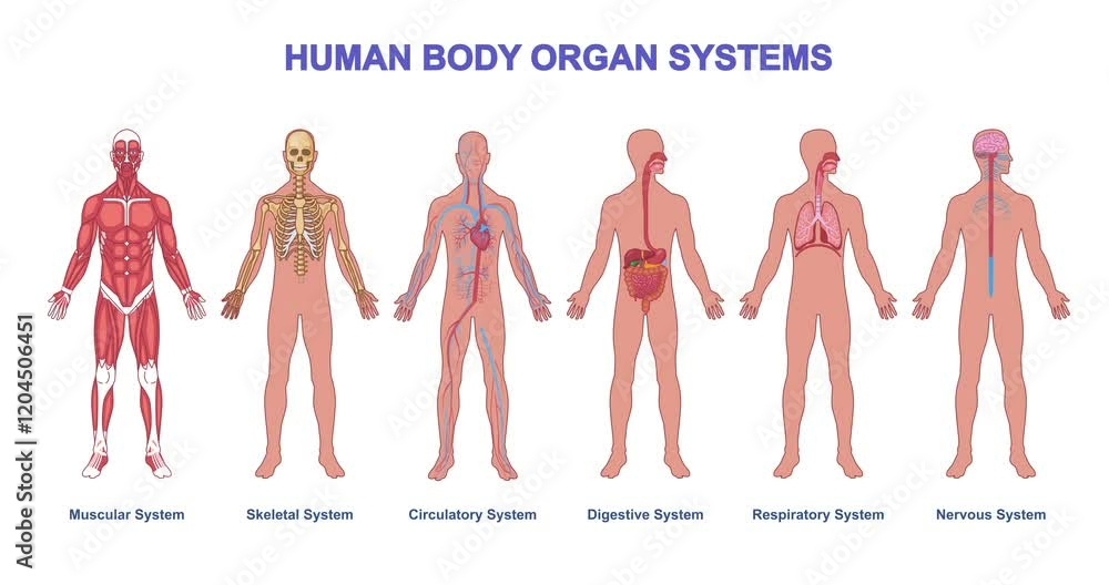 Human body organ systems. Moving banner with medical infographics and ...