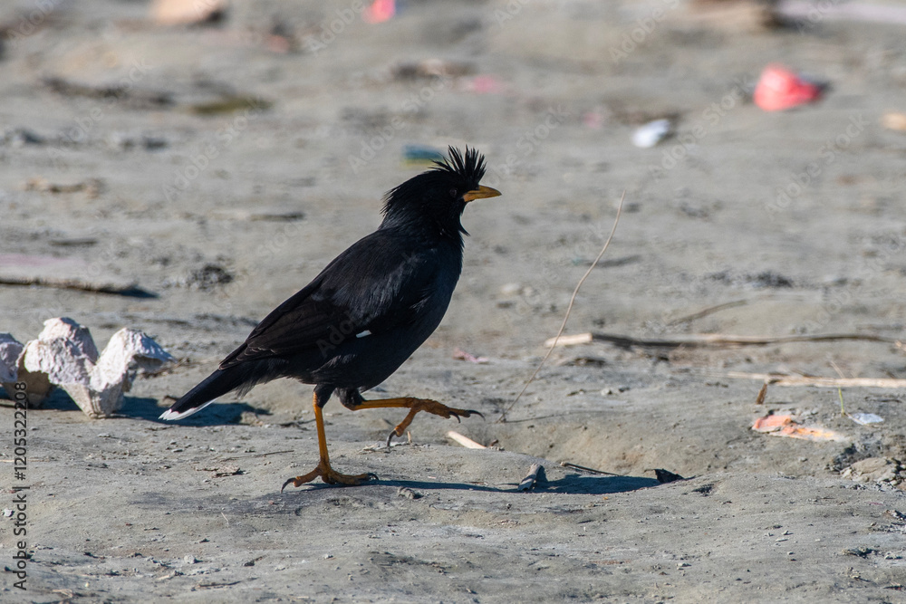 Poster great myna (Acridotheres grandis), also known as the white ...