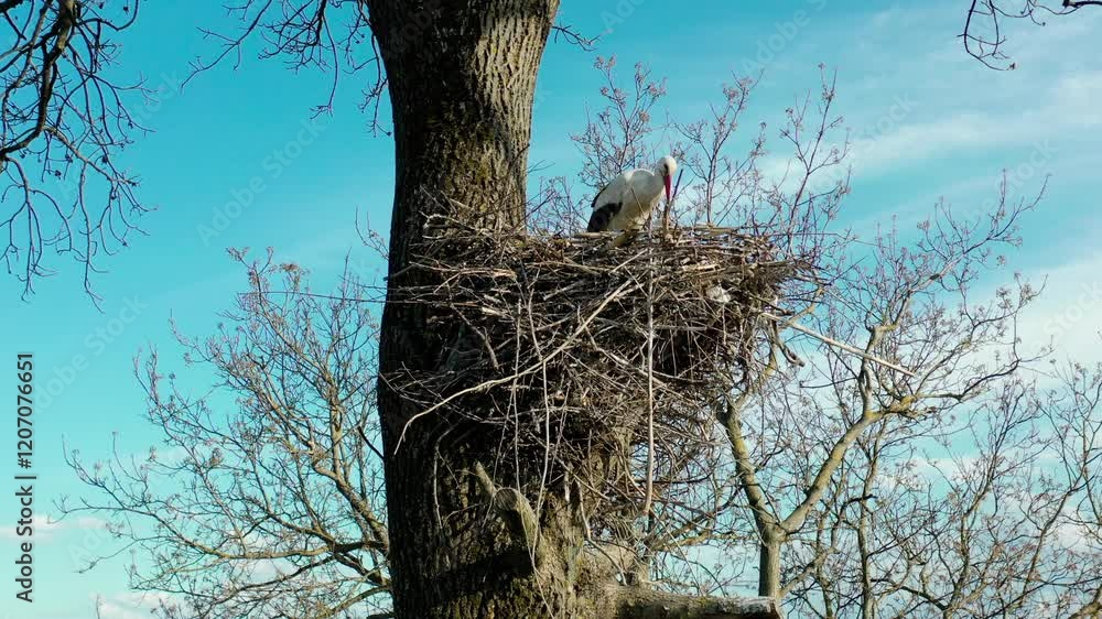 A stork in its nest in a tree, captured from above using a drone. The ...