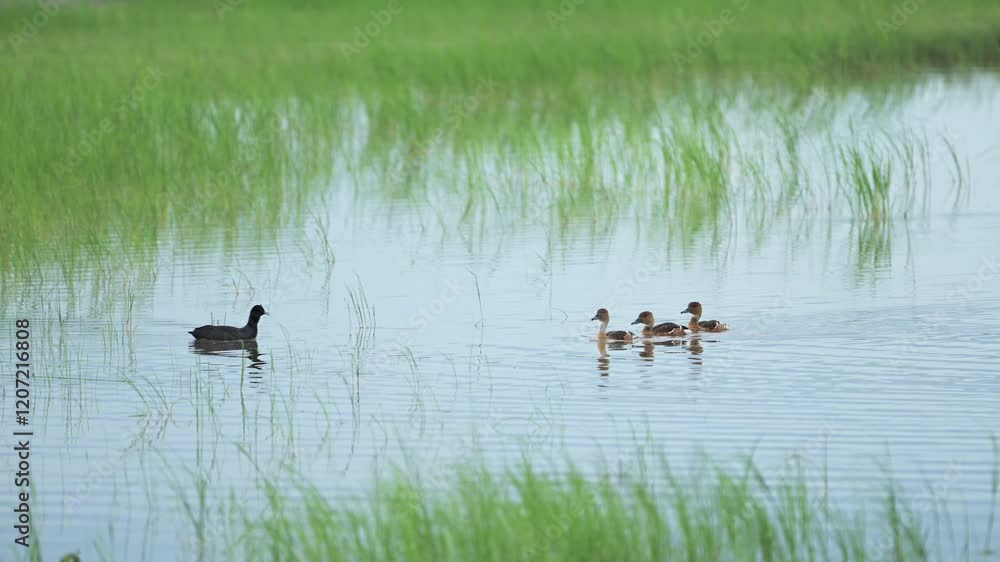 African Ducks and Birds in Africa in Serengeti National Park, Birdlife ...