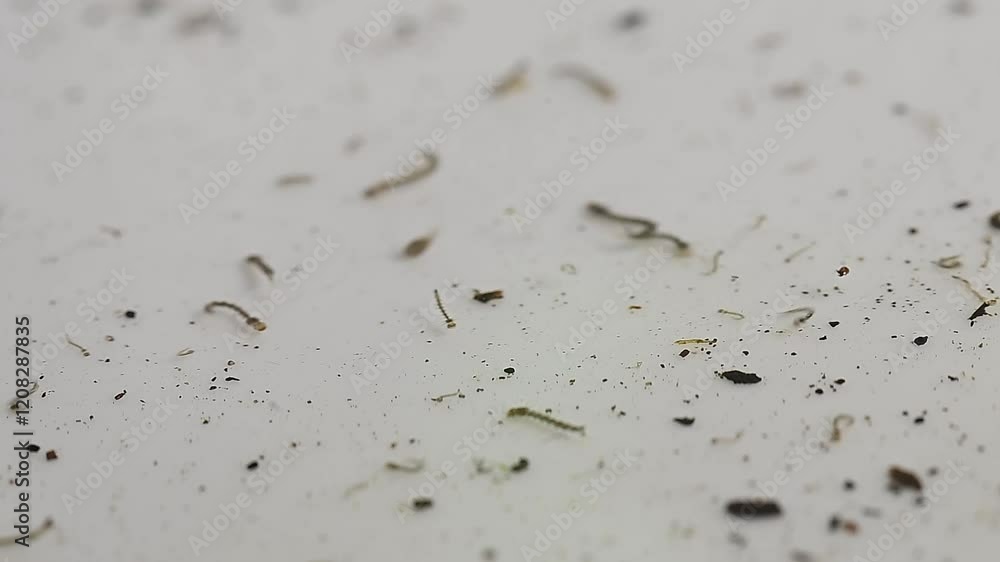 Aedes larvae and pupae aegypti and Aedes albopictus mosquito Stagnant ...
