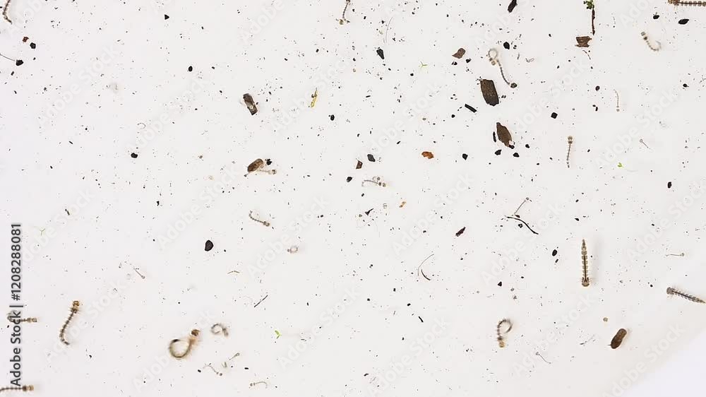 Aedes larvae and pupae aegypti and Aedes albopictus mosquito Stagnant ...