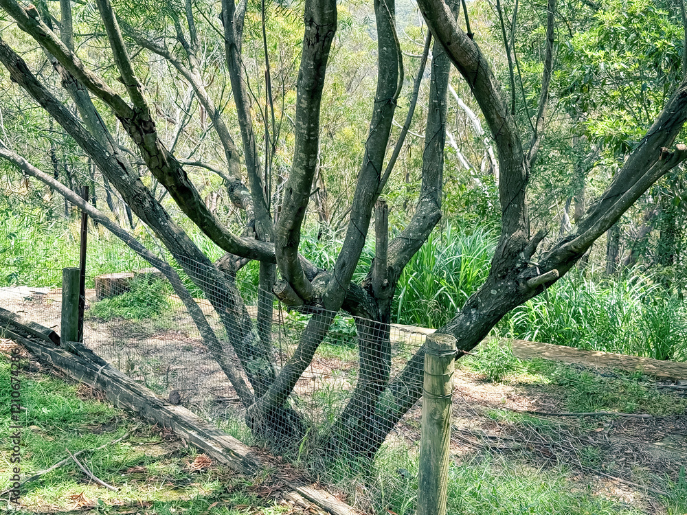 Poster Photograph of an old and deteriorating gum tree near a fence ...