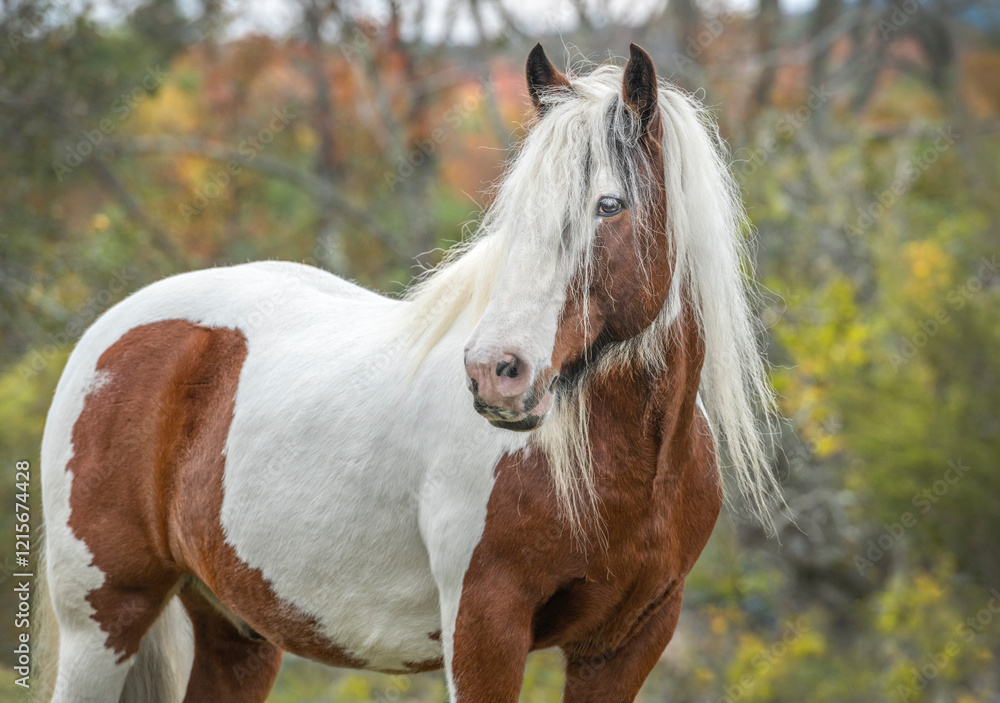 Poster Gypsy Vanner Horse gelding portrait – Wall Art | UkPosters