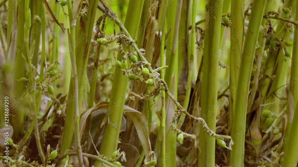 Cardamom plant with unripe seed, cardamon or cardamum plant,unripe seed ...