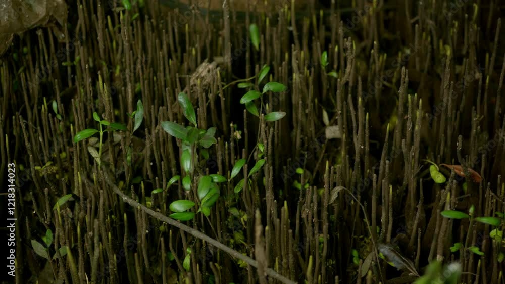 Mangrove seedling root growth video, mangrove swamp, mangroves habitat ...