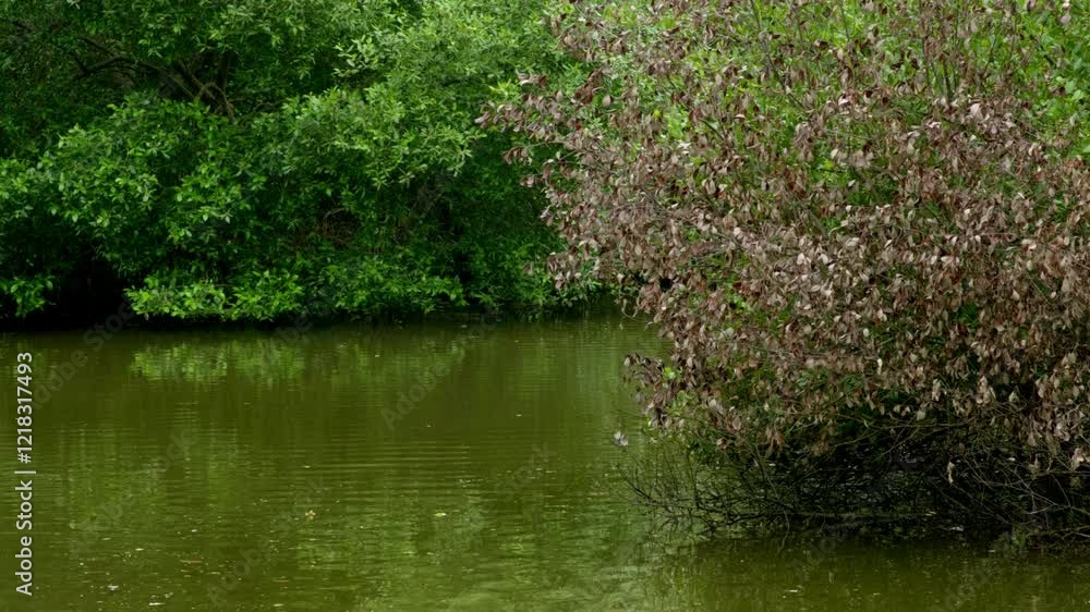 Mangrove tree leaves at swamp forest video, mangrove swamp, mangroves ...