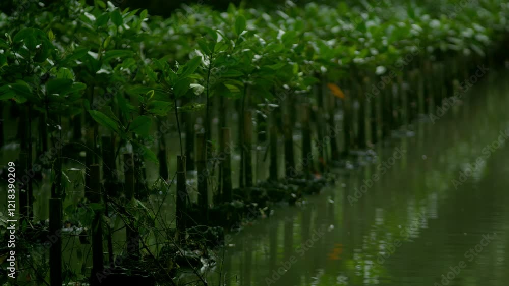Mangrove seedling cultivation and farming, mangrove tree roots ...