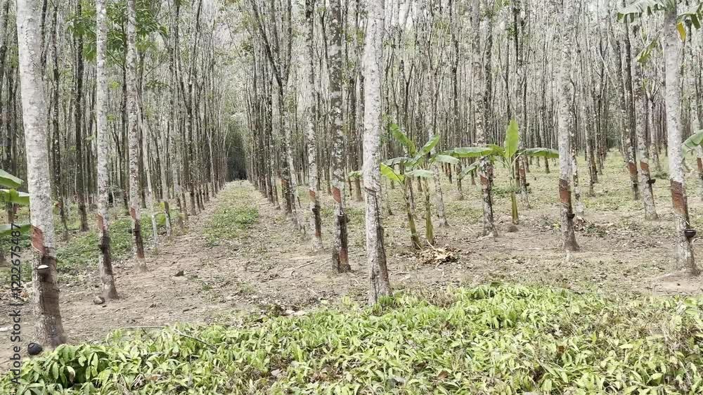 Slow pan over a lush rubber tree forest (Hevea brasiliensis ...