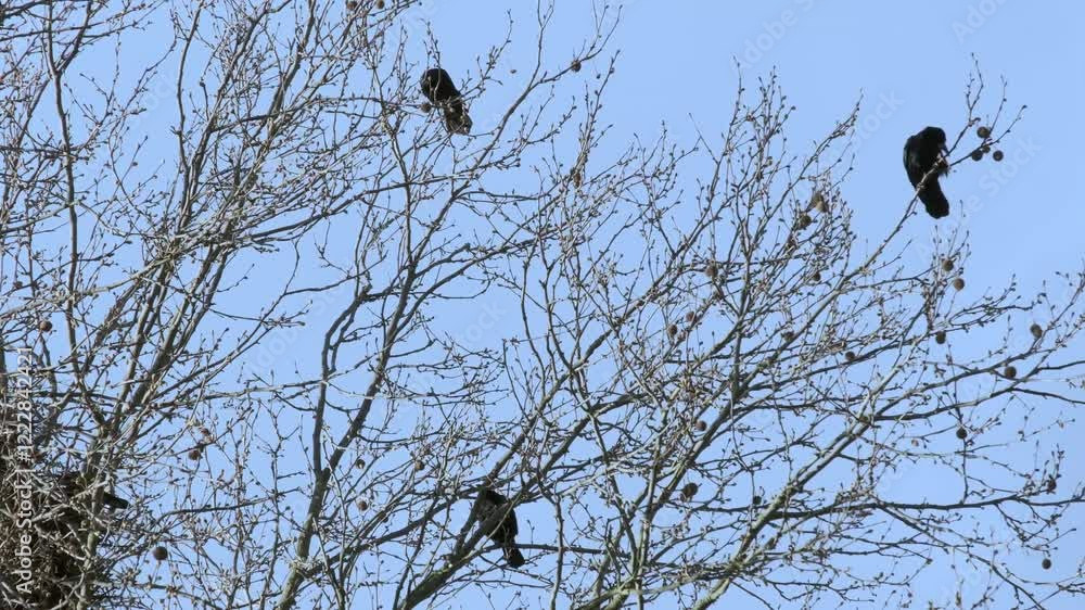 couple rooks builds nest from branches on tree in early spring, nesting ...