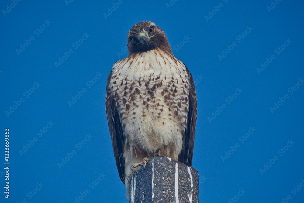 Poster Red-tailed hawk staring at the camera – Wall Art | UkPosters