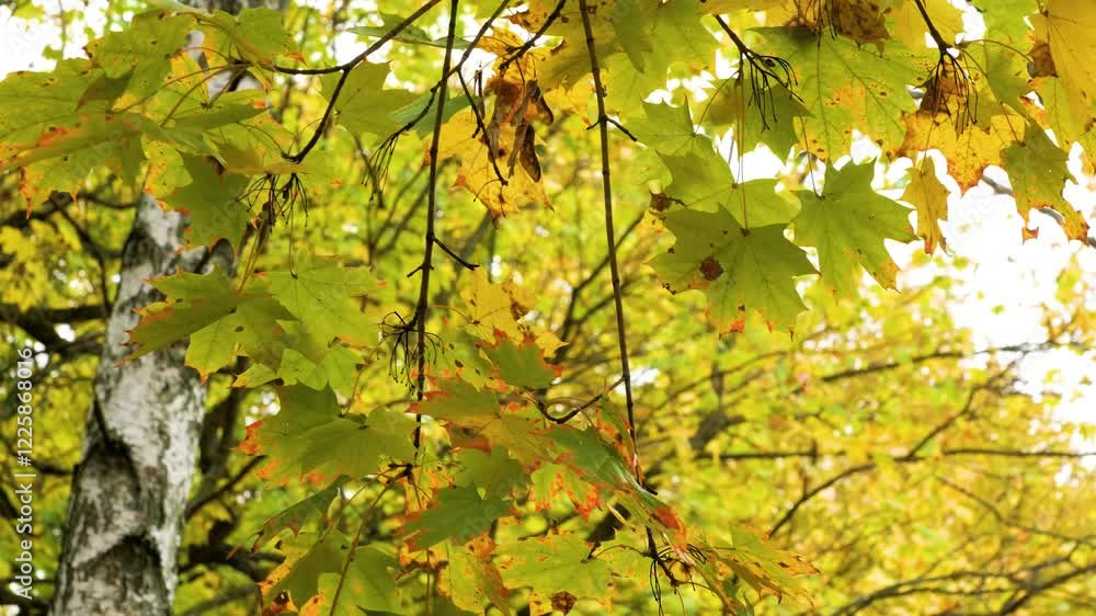 Vidéo Stock Quercus rubra, the northern red oak, is an oak tree in the ...