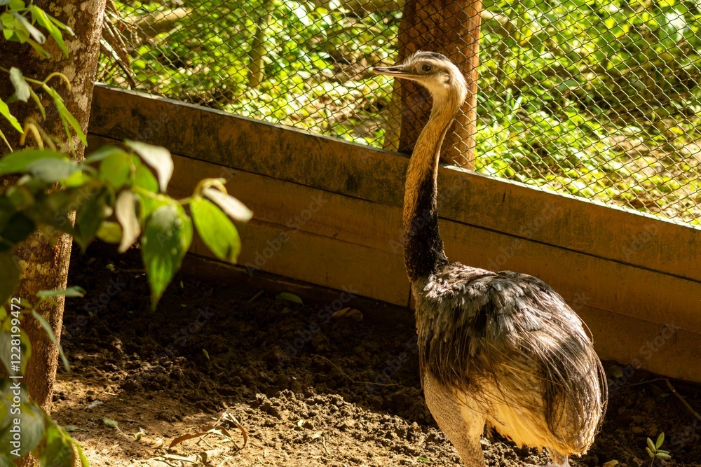 Poster Ema, ave de tamanho gigante onívoro nativa da América do Sul ...