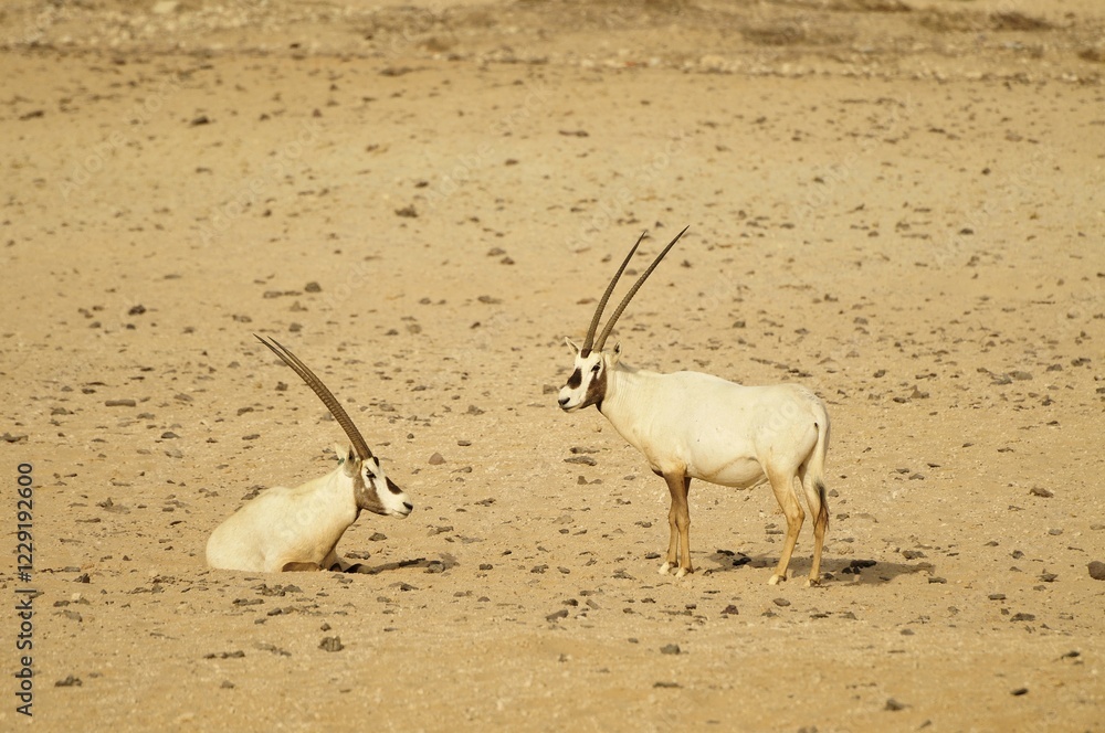 Poster Arabian Oryx (Arabian Oryx), Sir Bani Yas Island, Abu Dhabi ...