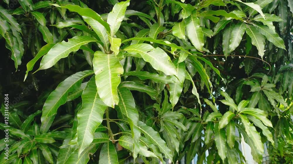 Mango Leaves. Mango tree. mango tree twig. video of swaying mango ...