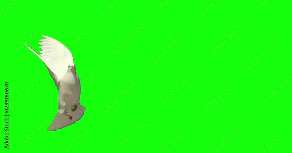 white dove peace symbol on green screen, Romantic Doves, Realistic ...